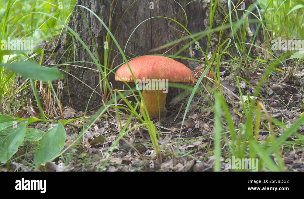 Fungal caps Stock Videos & Footage - HD and 4K Video Clips - Alamy