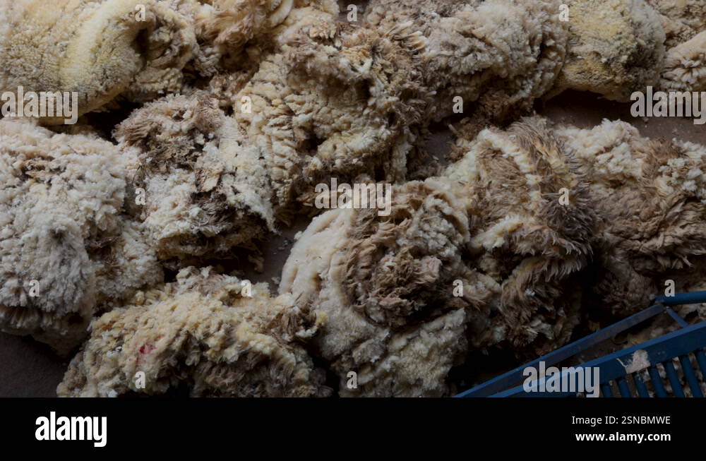 Top angle of sheep wool freshly sheared clipped and cut, pan from left ...