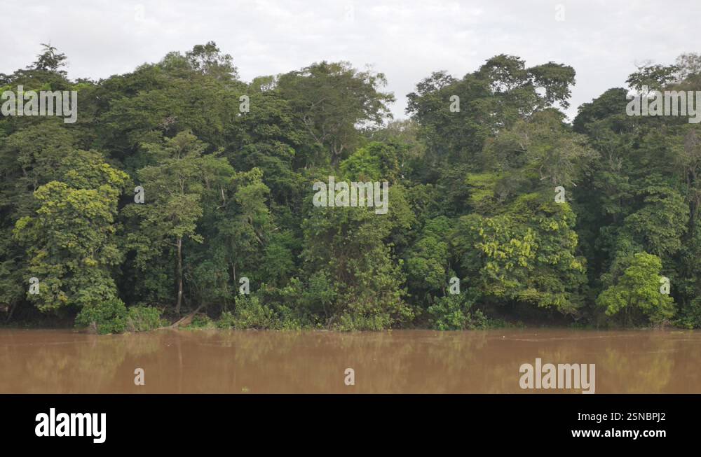 Congo Basin rainforest in the democratic republic of Congo Stock Video ...