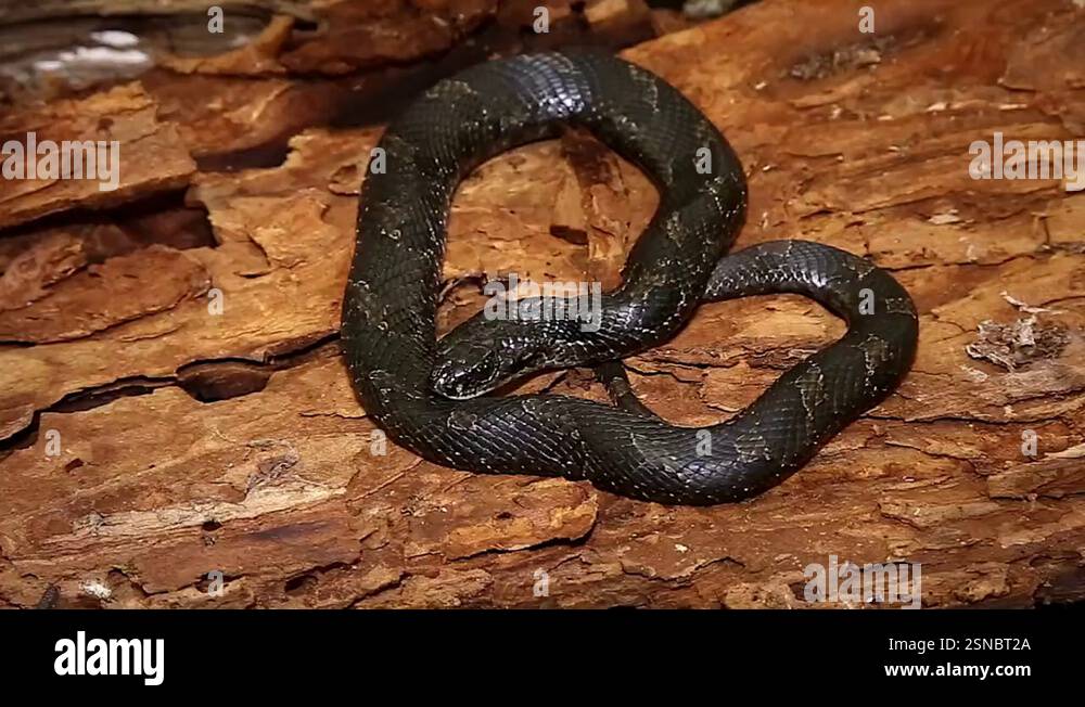 Hog nose snake Stock Videos & Footage - HD and 4K Video Clips - Alamy