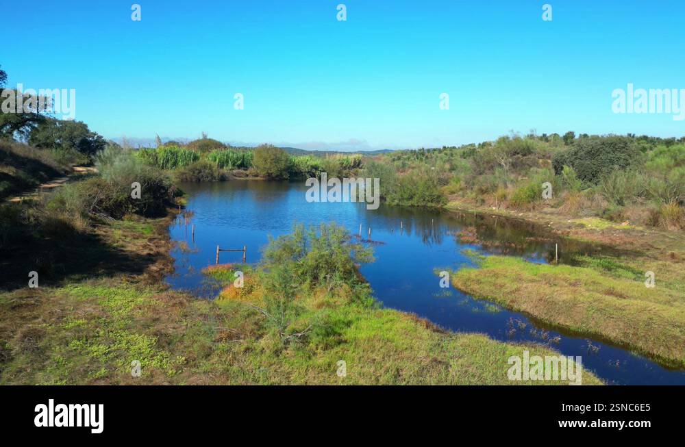 Alentejo cork tree trees Stock Videos & Footage - HD and 4K Video Clips ...
