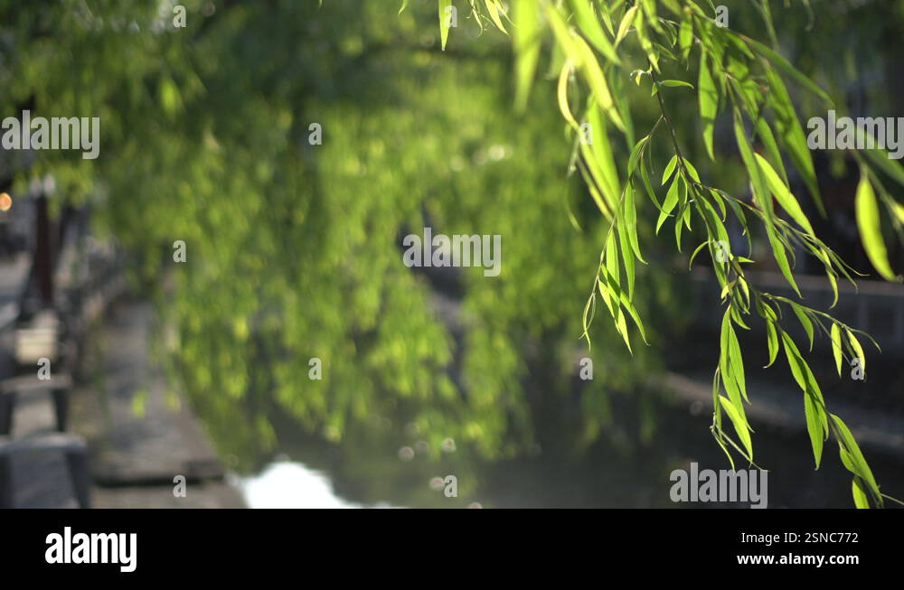 willow tree hit sun light in Kinosaki onsen town traditional town of ...