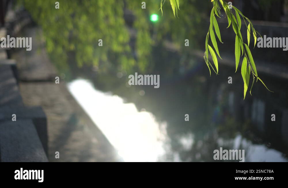 willow tree hit sun light in Kinosaki onsen town traditional town of ...