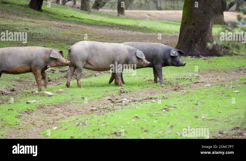 Spanish pigs Stock Videos & Footage - HD and 4K Video Clips - Alamy