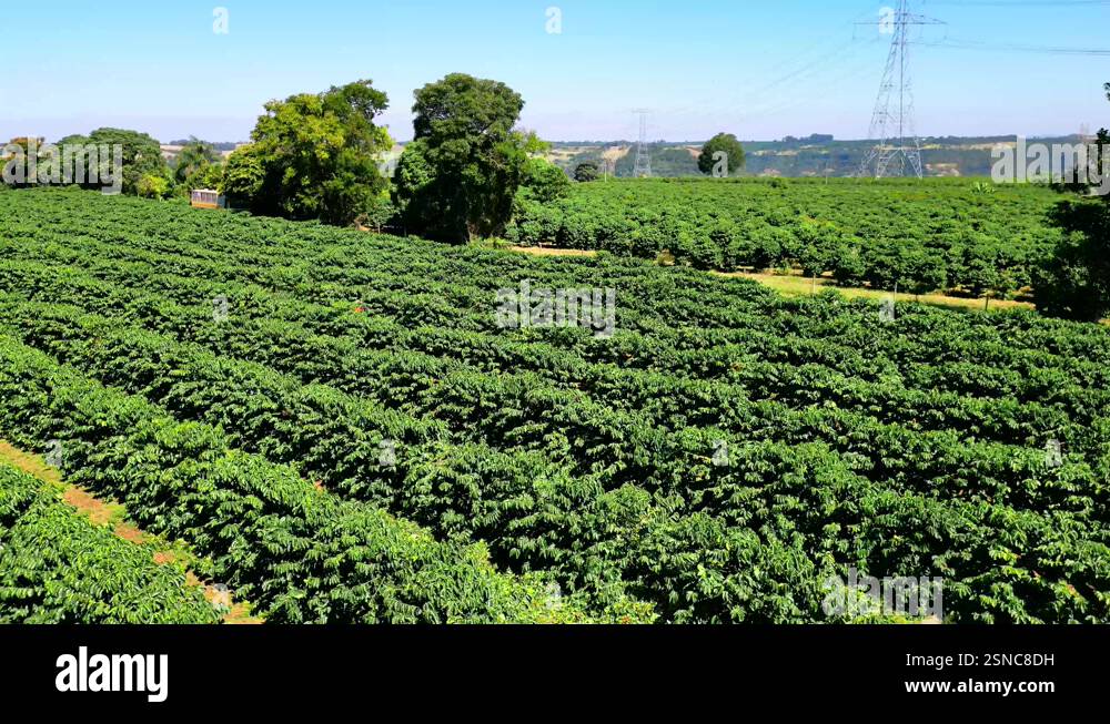 Coffee field Stock Videos & Footage - HD and 4K Video Clips - Alamy
