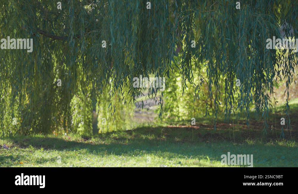 Sunlight filters through the hanging branches of the weeping willow ...