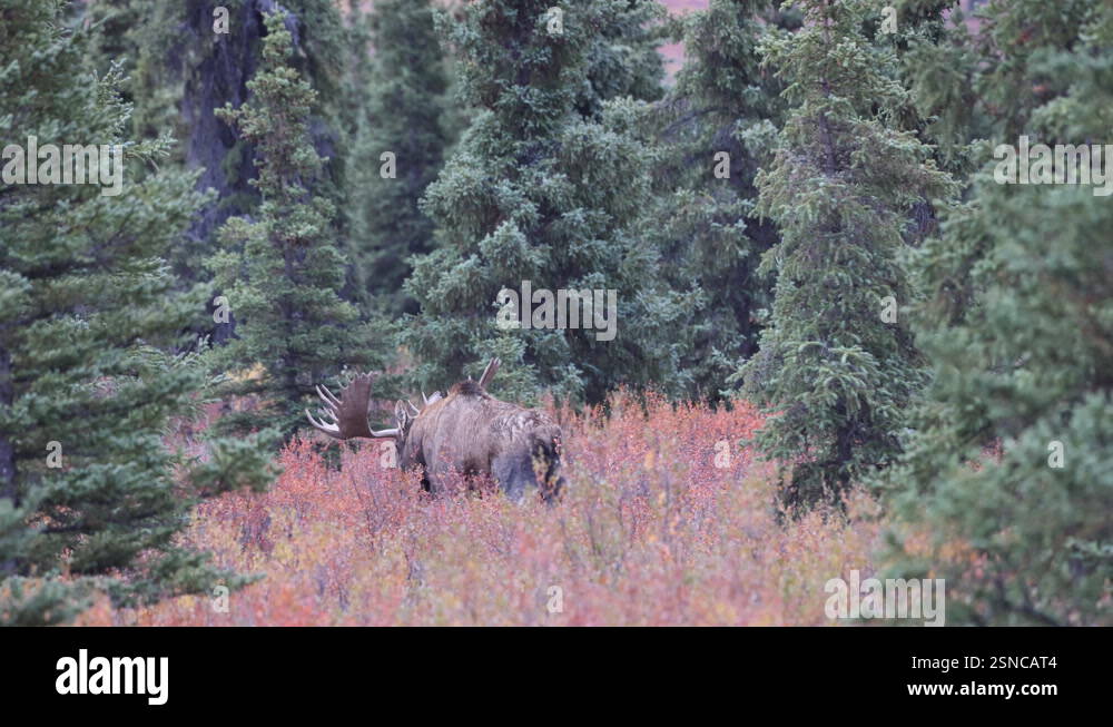 Alaska moose and denali Stock Videos & Footage - HD and 4K Video Clips ...