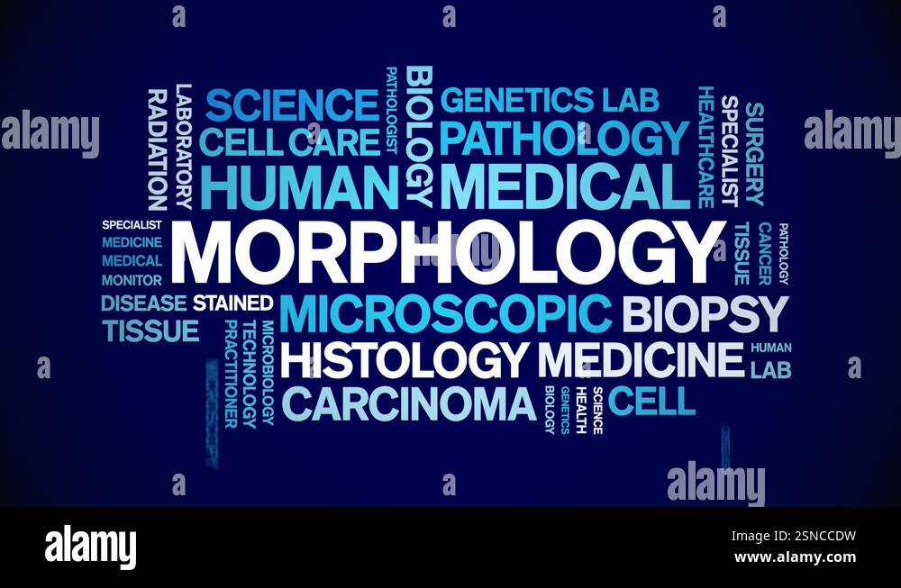 Morphology animated word cloud,animation tag kinetic typography ...