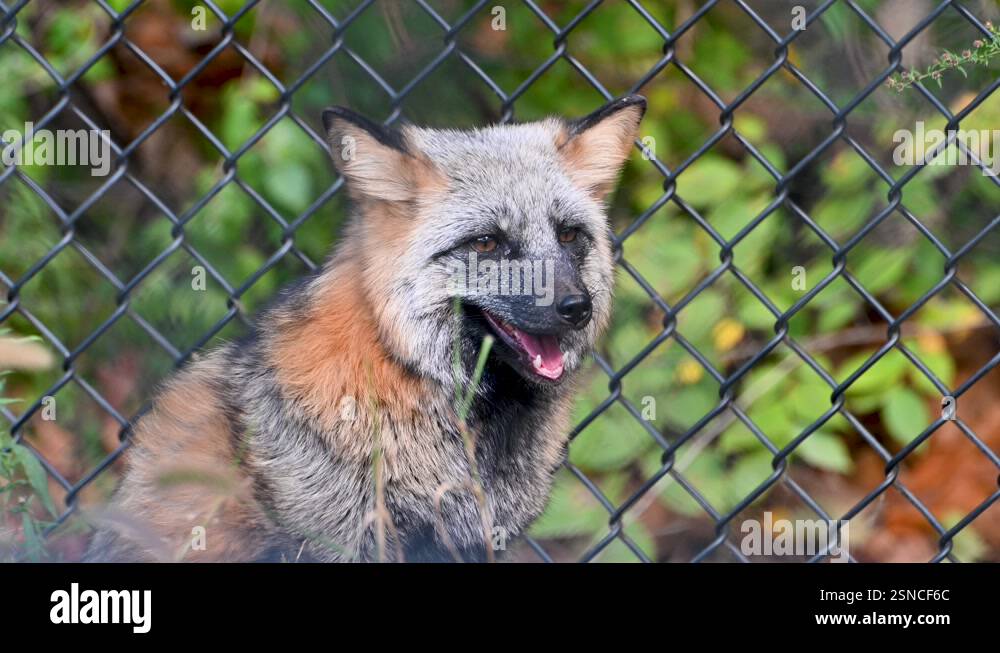 Red fox fox in Stock Videos & Footage - HD and 4K Video Clips - Alamy