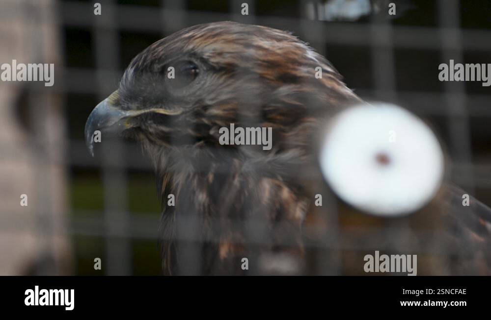 Portrait red tailed hawk Stock Videos & Footage - HD and 4K Video Clips ...