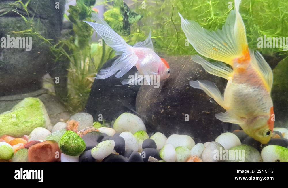 Fish eating waste Stock Videos & Footage - HD and 4K Video Clips - Alamy