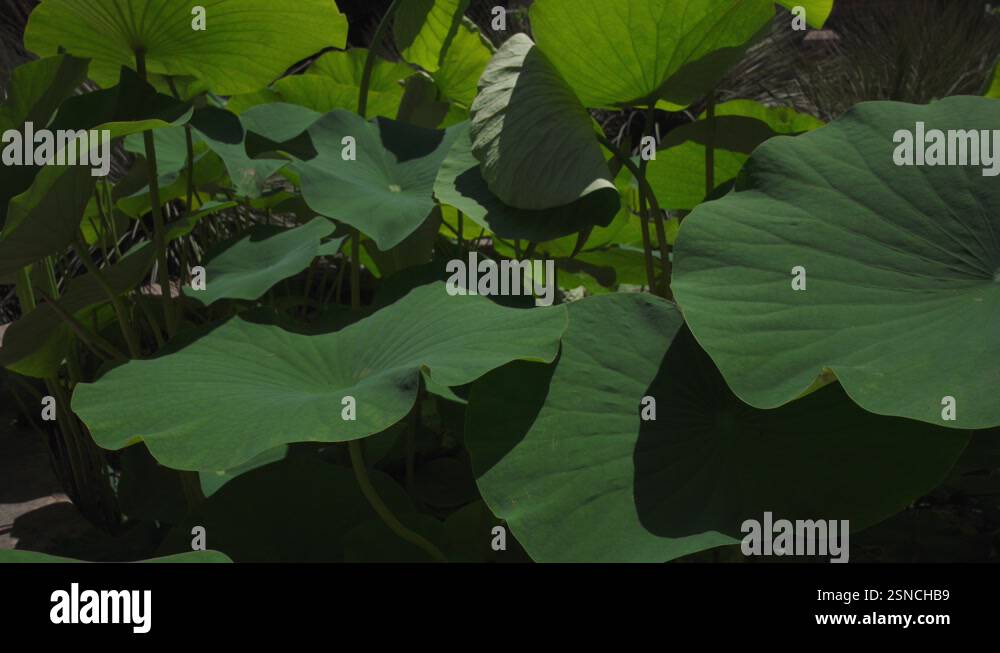 Lotus leaves nelumbo nucifera Stock Videos & Footage - HD and 4K Video ...