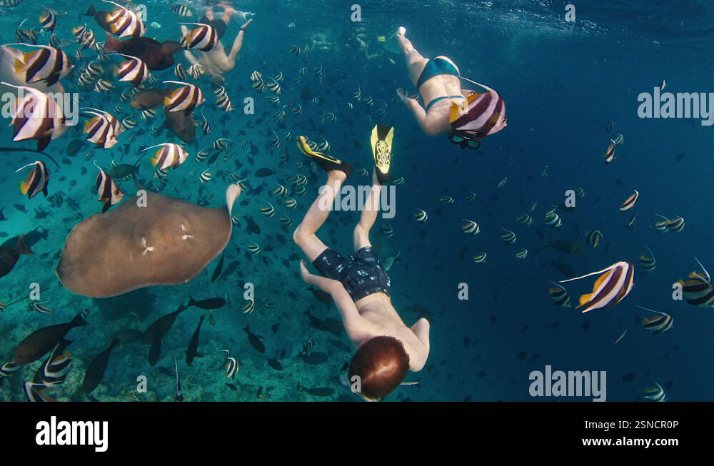 Boy and woman snorkeling with stingrays and fish in the sea. Pre teen boy swims Stock Video ...