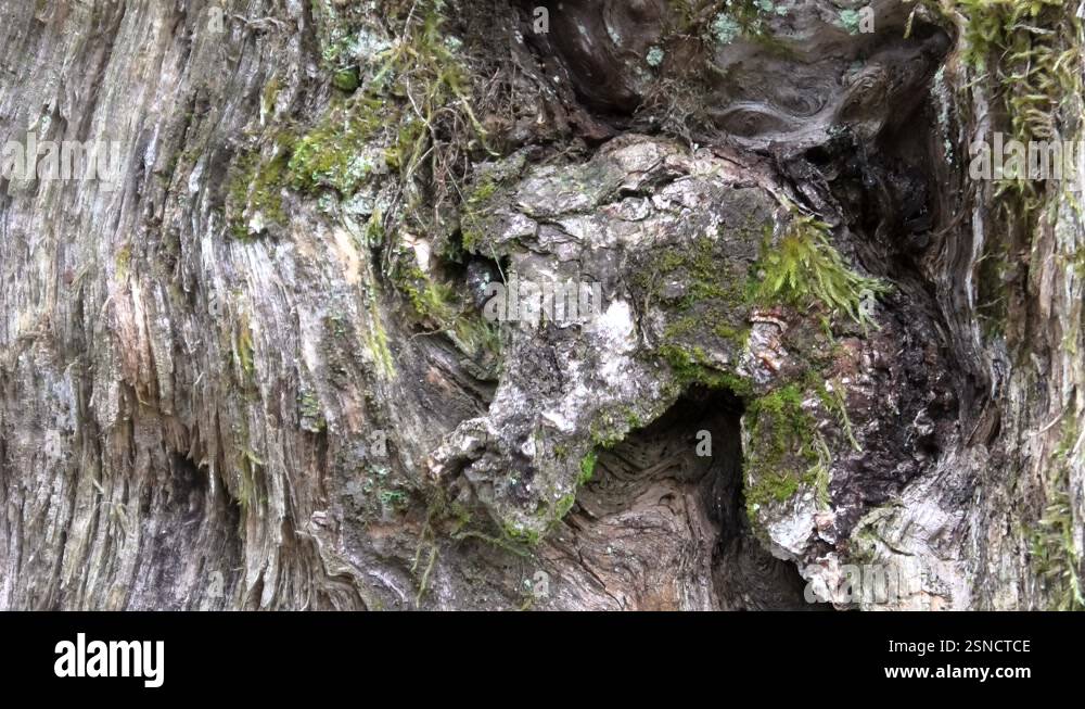 Tree stump beech Stock Videos & Footage - HD and 4K Video Clips - Alamy