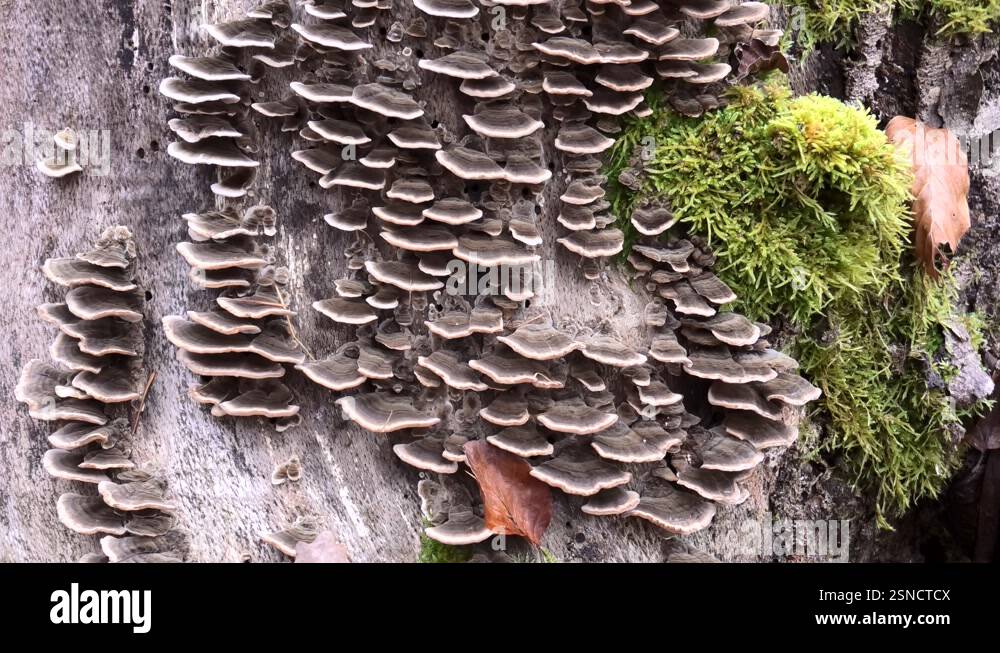 Wood decomposition Stock Videos & Footage - HD and 4K Video Clips - Alamy