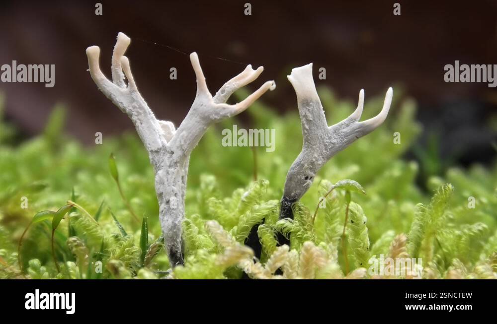 Lichens on moss on dead wood, antler lichen, decomposition ...