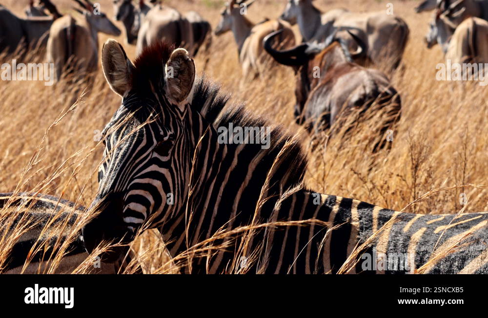 Tallsavannahgrasses Stock Videos & Footage - HD and 4K Video Clips - Alamy