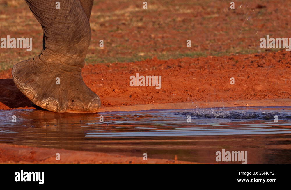 Elephant foot close-up while drinking at a water hole, slow motion ...
