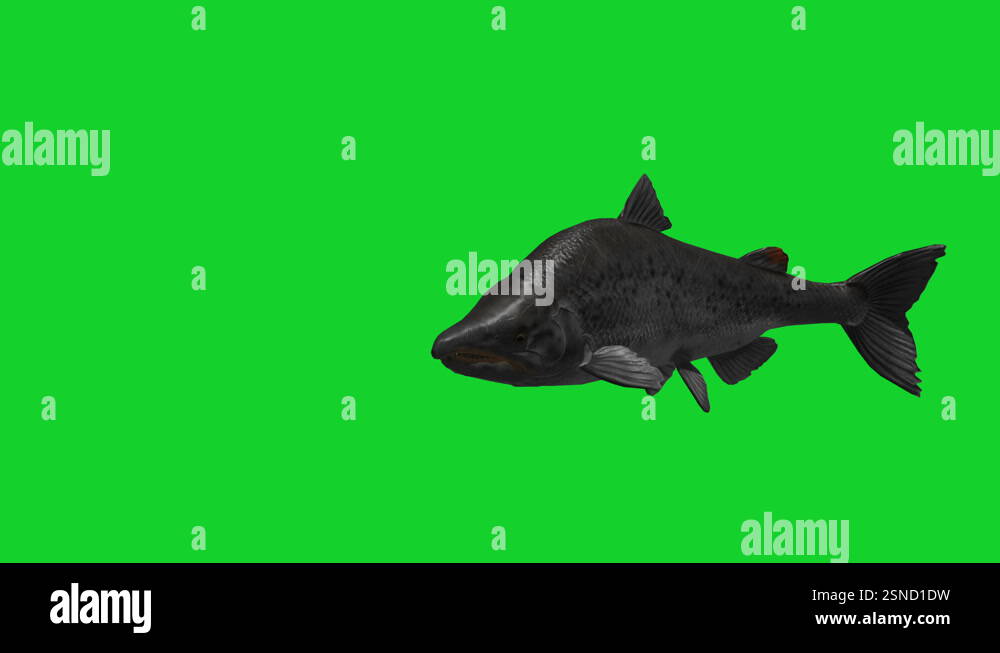Green screen fish Stock Videos & Footage - HD and 4K Video Clips - Alamy