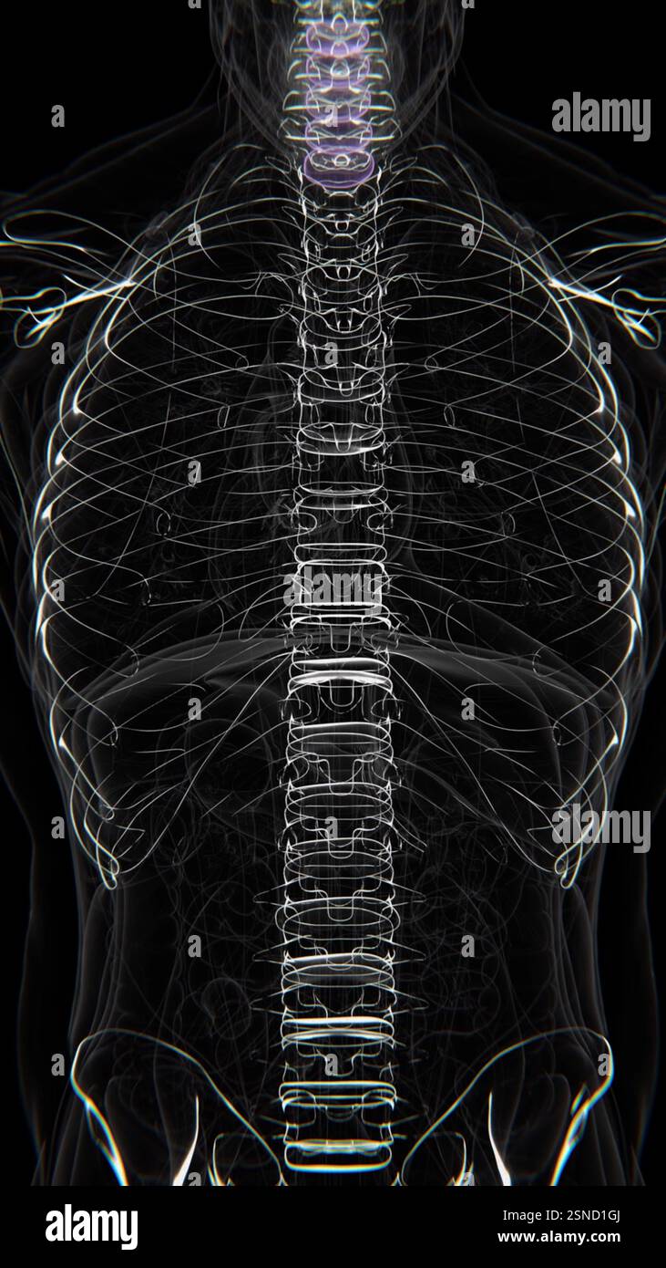 Cervical Spine Neck Discs bulging video | Discs Anatomy x-ray vertical ...