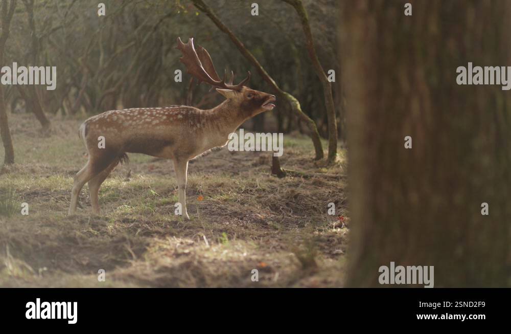 Spotted deer mating behavior Stock Videos & Footage - HD and 4K Video ...