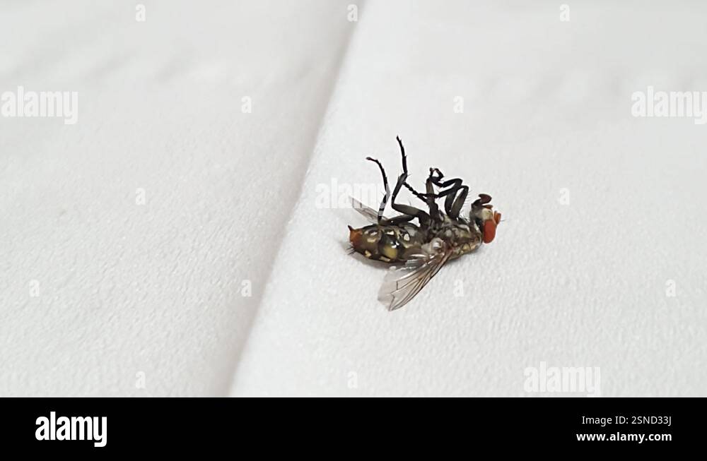 Dying tissue Stock Videos & Footage - HD and 4K Video Clips - Alamy