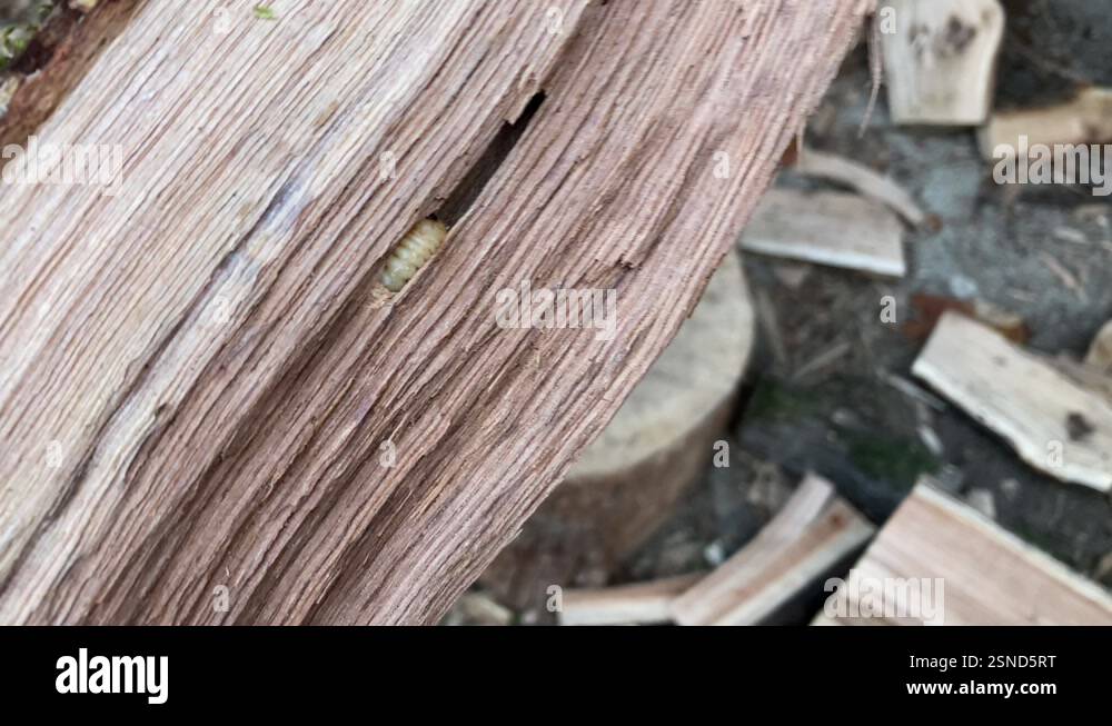 Bark beetle larva inside a log of wood. Splitting wood Stock Video ...