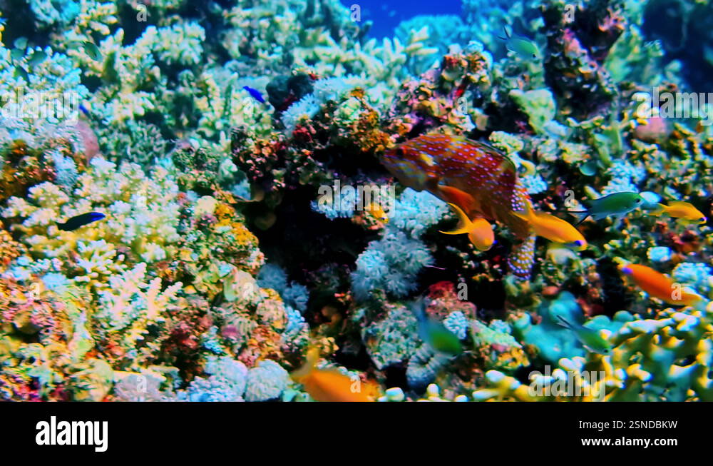 Life under sea on a coral reef with a multitude of tropical fish Stock ...