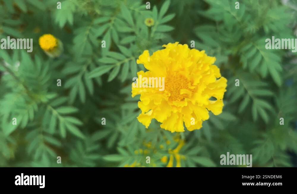 Prince flower Stock Videos & Footage - HD and 4K Video Clips - Alamy