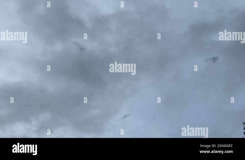 Flying bats formation Stock Videos & Footage - HD and 4K Video Clips ...