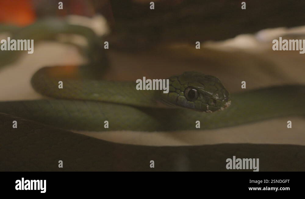 Green boyga snake - representative of scaly snakes, family of already ...