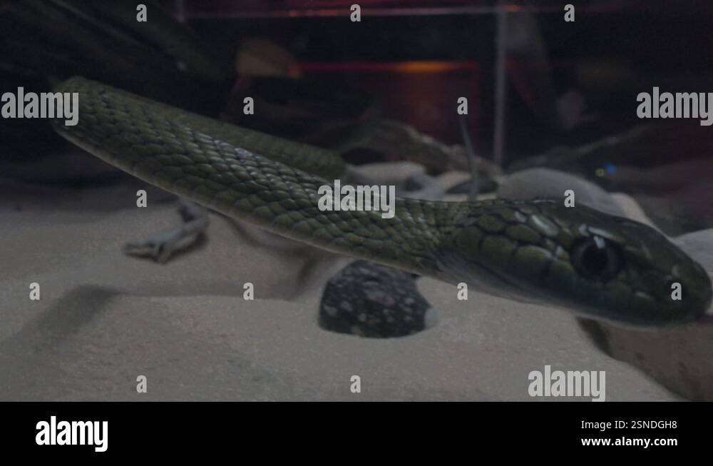 Green boyga snake - representative of scaly snakes, family of already ...