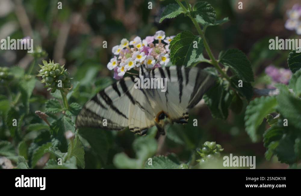 Black swallowtail butterfly species Stock Videos & Footage - HD and 4K ...