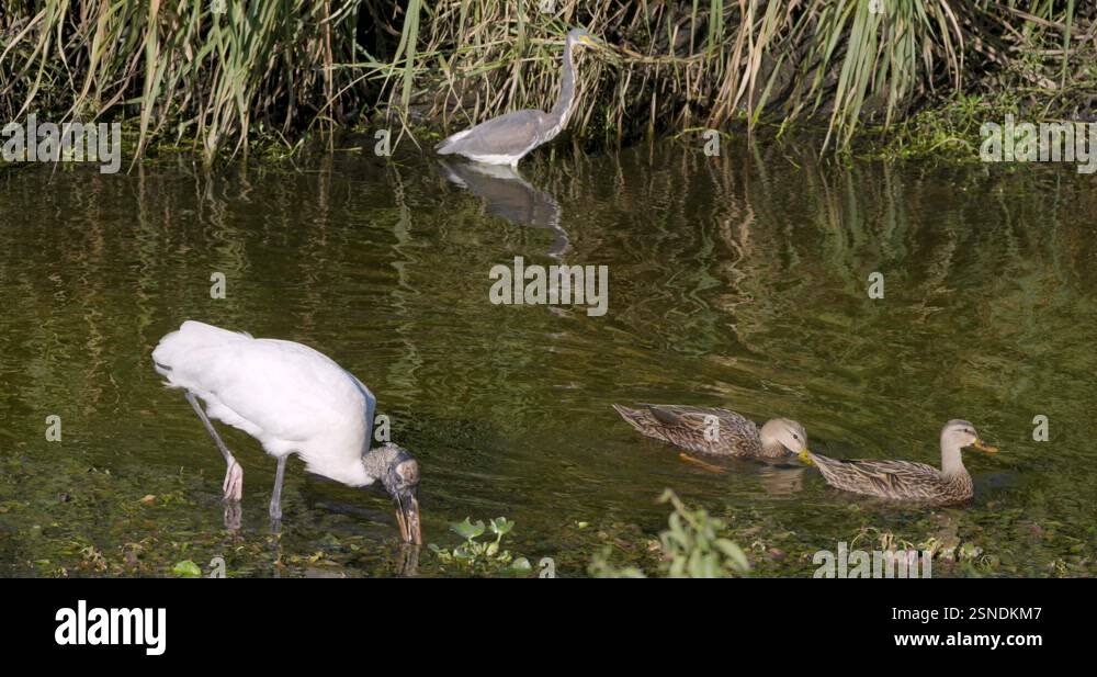 Mallard standing in shallow water Stock Videos & Footage - HD and 4K ...