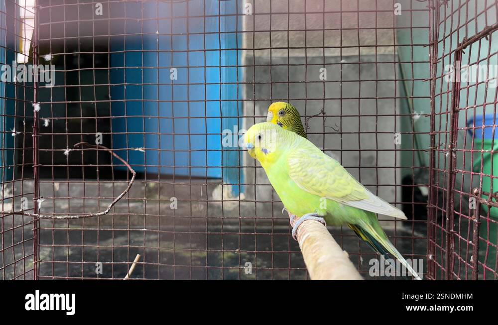 Trapped cage prison bird Stock Videos & Footage - HD and 4K Video Clips ...
