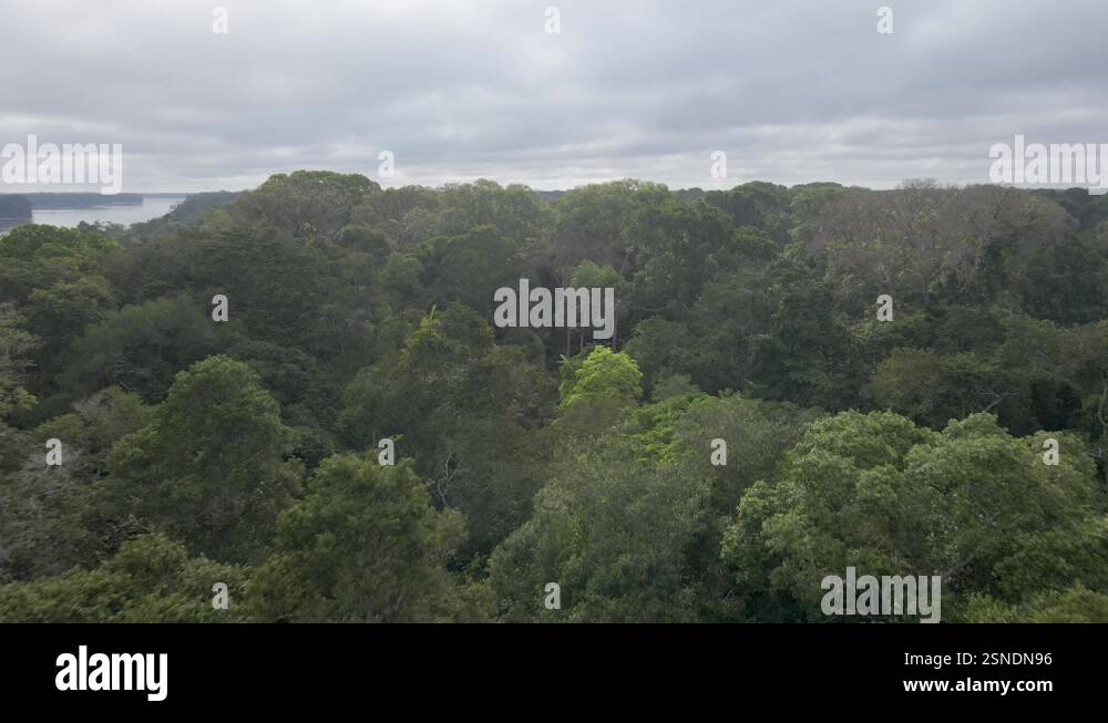 Congo Basin rainforest in the democratic republic of Congo Stock Video ...