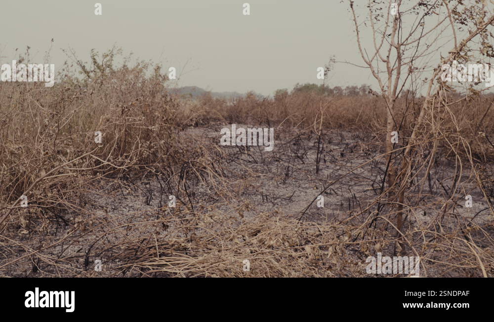 Arid and devastated landscape, with burned plants and dry vegetation ...