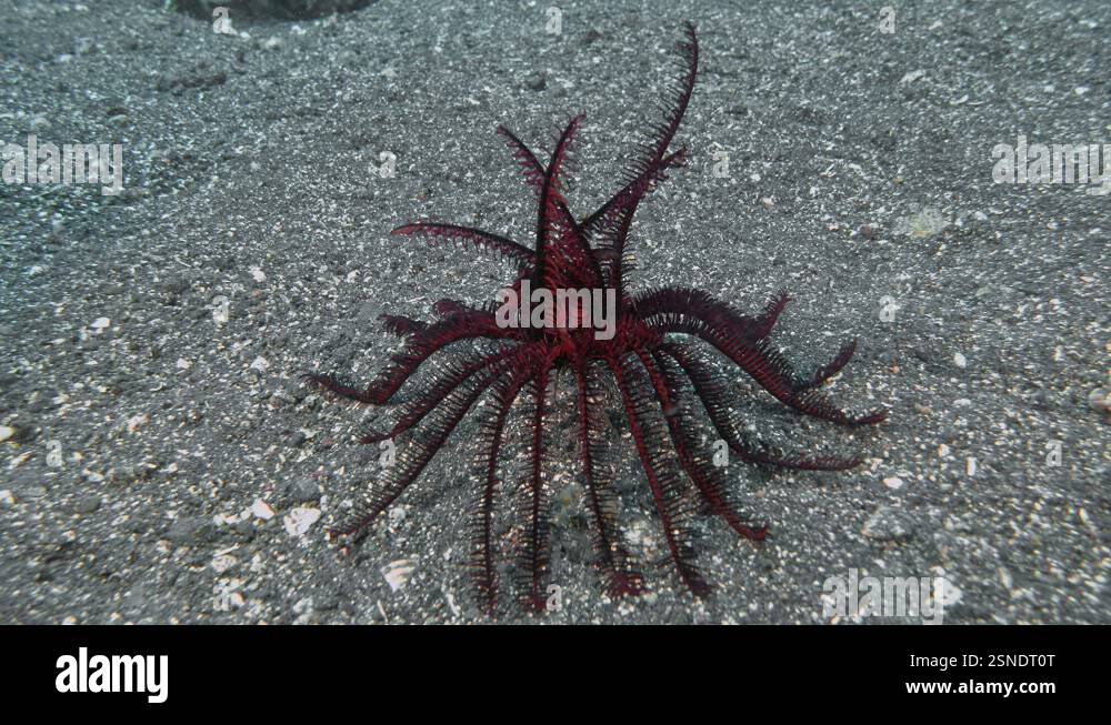 Marine echinoderms Stock Videos & Footage - HD and 4K Video Clips - Alamy