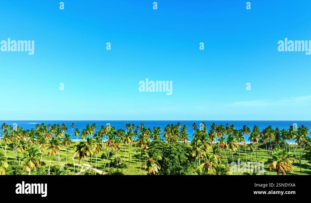 Sea palm beach, panoramic view with large space to visit. Summer nature ...