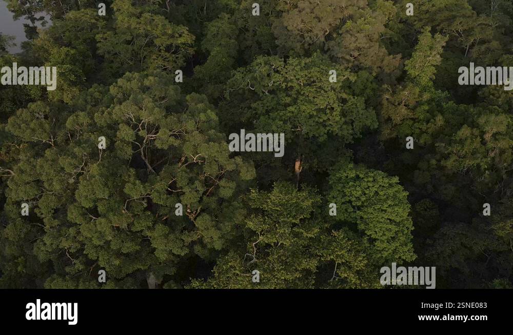 Congo Basin rainforest in the democratic republic of Congo Stock Video ...