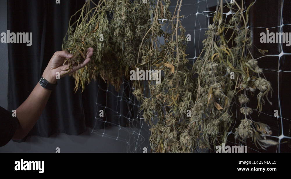 Cannabis Drying Room with Upside-Down Plants, Capturing Post-Harvest ...