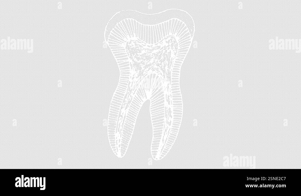 White wiggly hand drawn internal structure of a molar tooth doodle ...