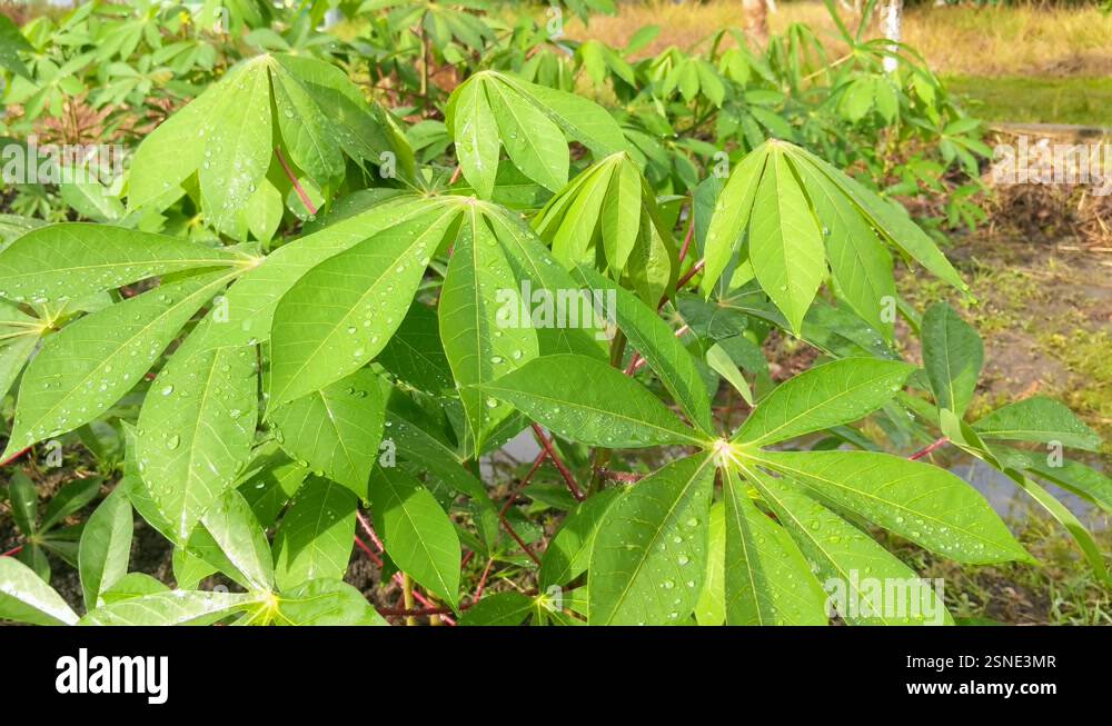 Cassava leaves Stock Videos & Footage - HD and 4K Video Clips - Alamy