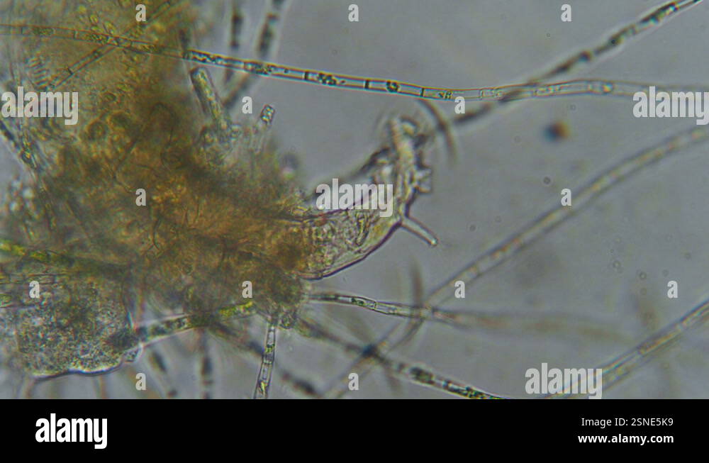 Research Scientists Unicellular Organisms. Soil Microorganisms Under ...