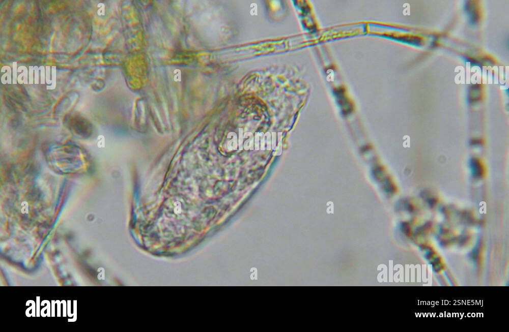 Research Scientists Unicellular Organisms. Soil Microorganisms Under ...