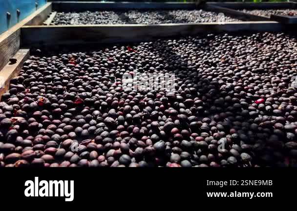 Natural fruit drying process Stock Videos & Footage - HD and 4K Video ...