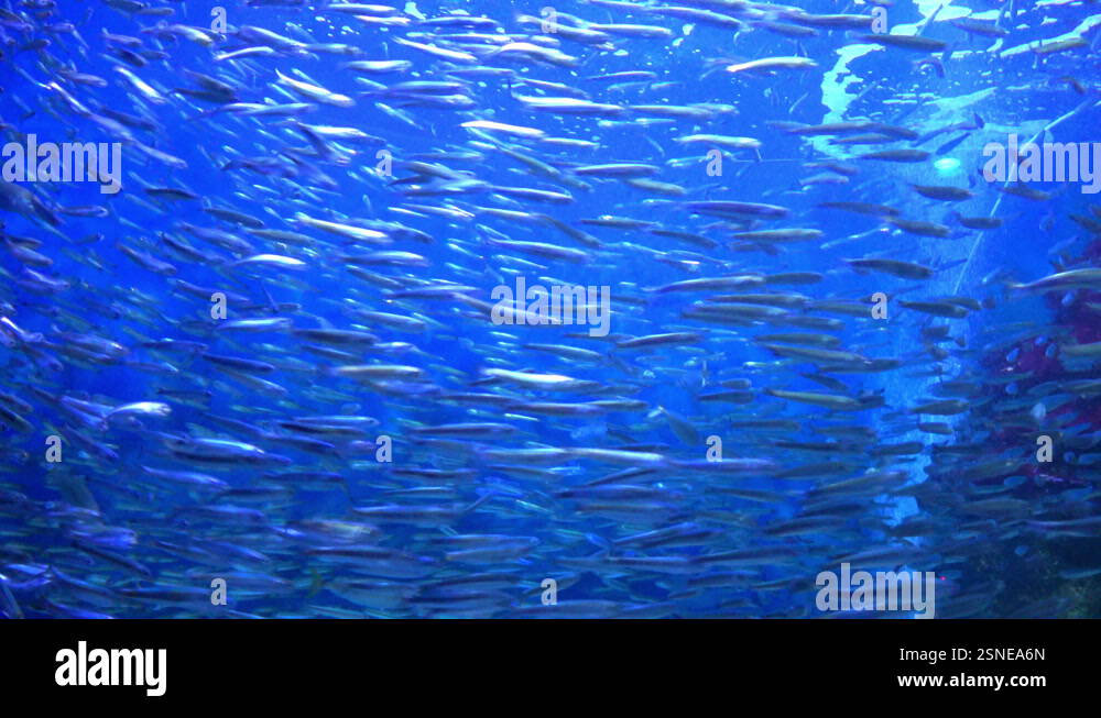 Schools of Japanese anchovy fish, Engraulis japonicus, swimming ...