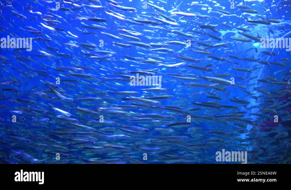 Schools of Japanese anchovy fish, Engraulis japonicus, swimming ...