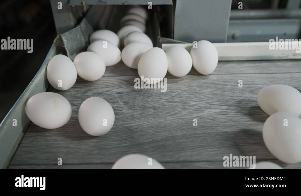 Organic White Hen Eggs Rolling From Automated Production Conveyor ...