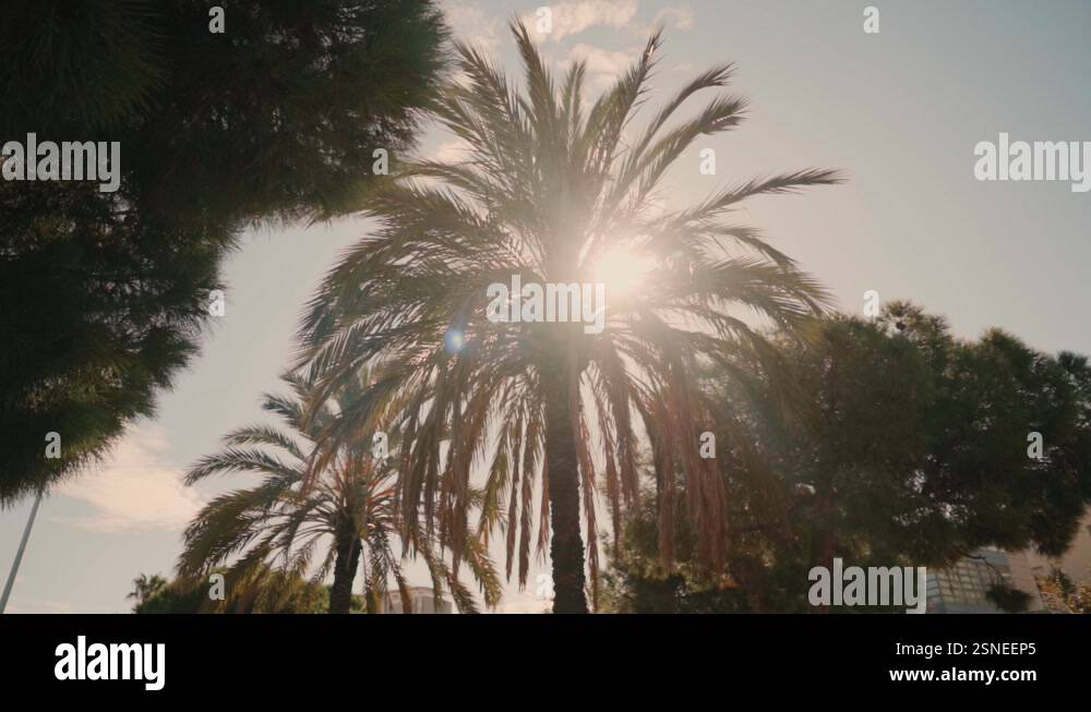 Spain barcelona palm trees Stock Videos & Footage - HD and 4K Video ...